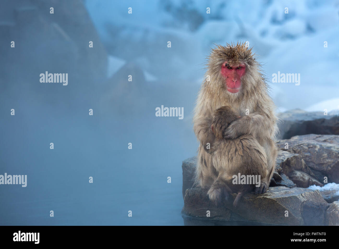 Japanese Snow monkey Macaque in hot spring Onsen Jigokudan Park, Nakano ...