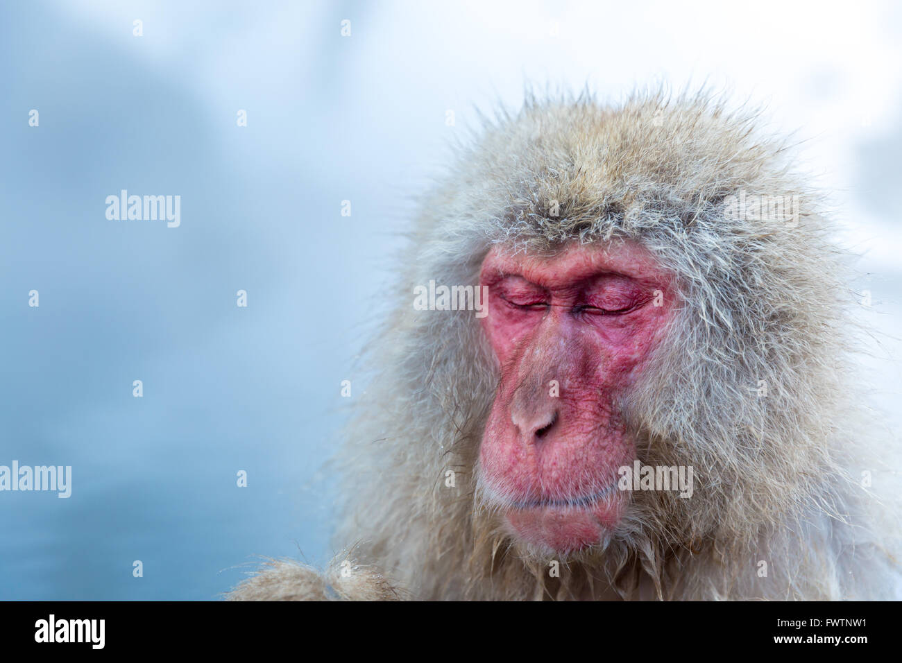 Japanese Snow monkey Macaque in hot spring Onsen Jigokudan Park, Nakano ...