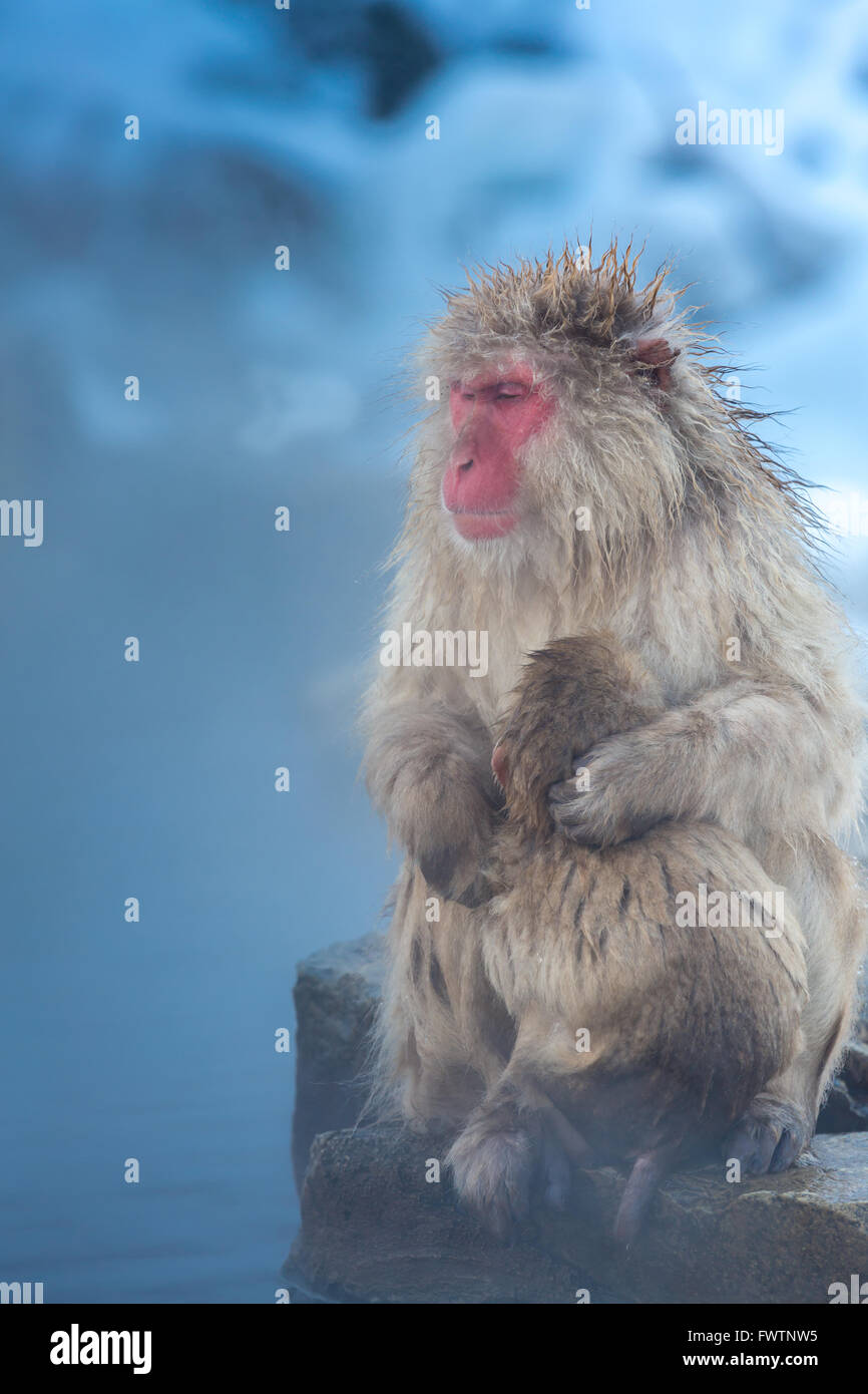 Japanese Snow monkey Macaque in hot spring Onsen Jigokudan Park, Nakano ...
