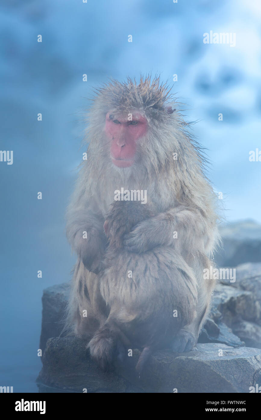 Japanese Snow monkey Macaque in hot spring Onsen Jigokudan Park, Nakano ...