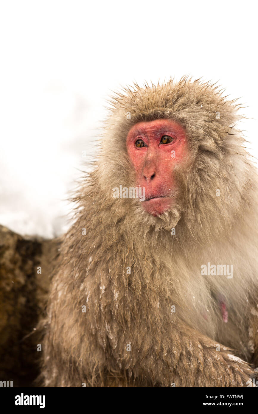 Japanese Snow Monkey Macaque at Jigokudani Yudanaka Nagano Japan Stock ...
