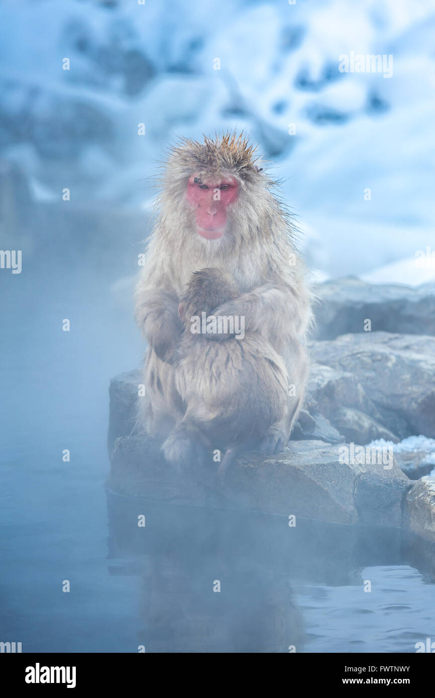 Japanese Snow monkey Macaque in hot spring Onsen Jigokudan Park, Nakano ...