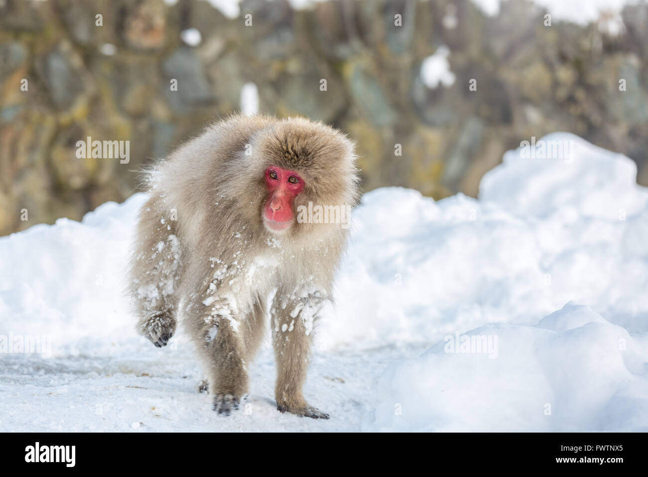 Japanese Snow Monkey Macaque at Jigokudani Yudanaka Nagano Japan Stock ...