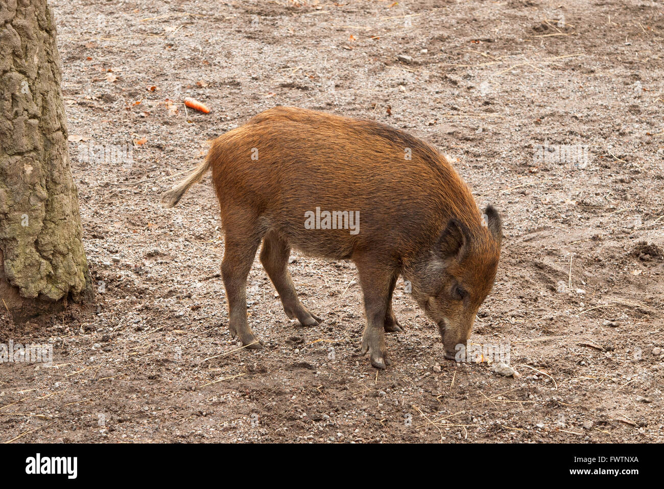 Wild Boar piglet in Skansen, Stockholm, Sweden Stock Photo - Alamy