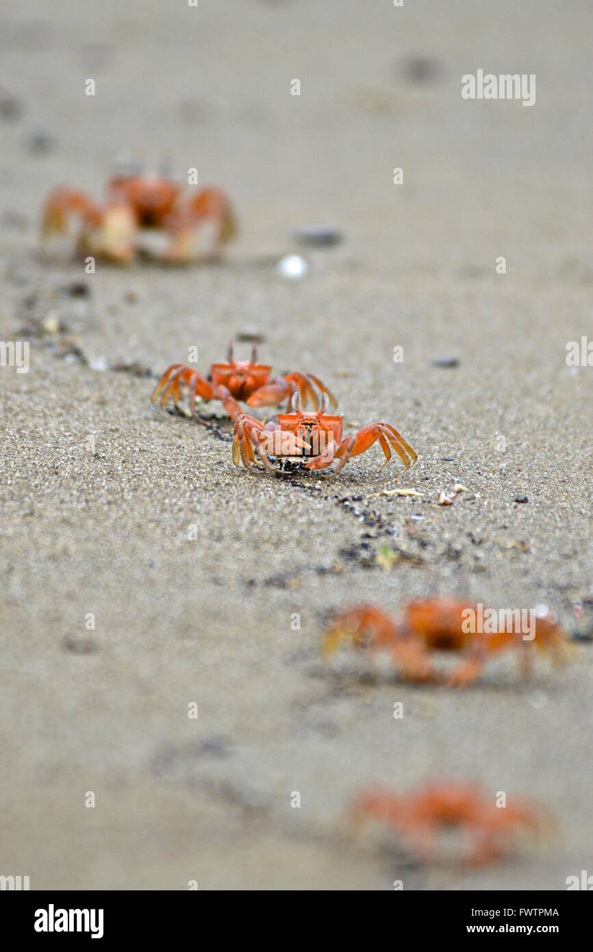 Feeding Red crab or ghost crab (ocypode sp). Isla de la Plata is a ...
