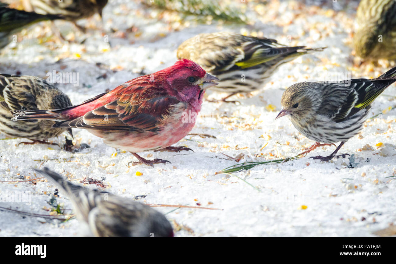 Purple Finches (Haemorhous purpureus) & other birds competing on spring ...