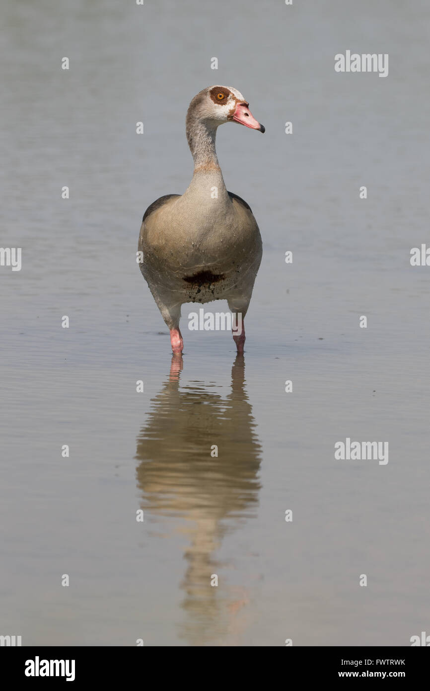Egyption nile goose standing in the water Stock Photo - Alamy