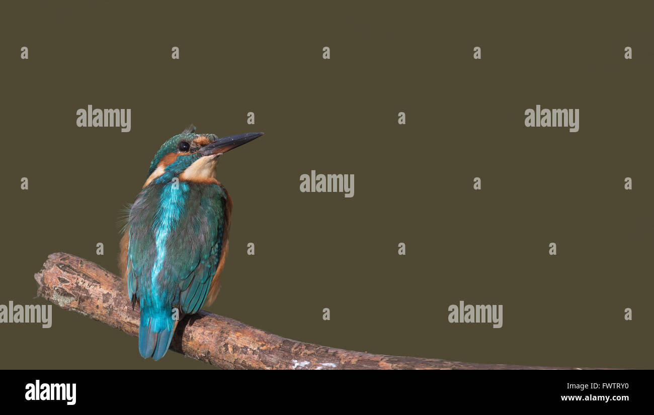 Common kingfisher looking up hi-res stock photography and images - Alamy