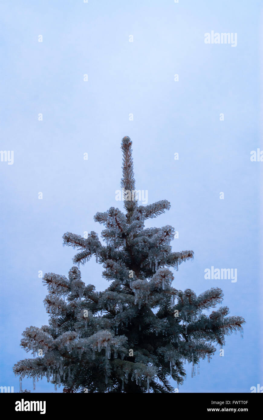 Frozen spruce tree hi-res stock photography and images - Alamy
