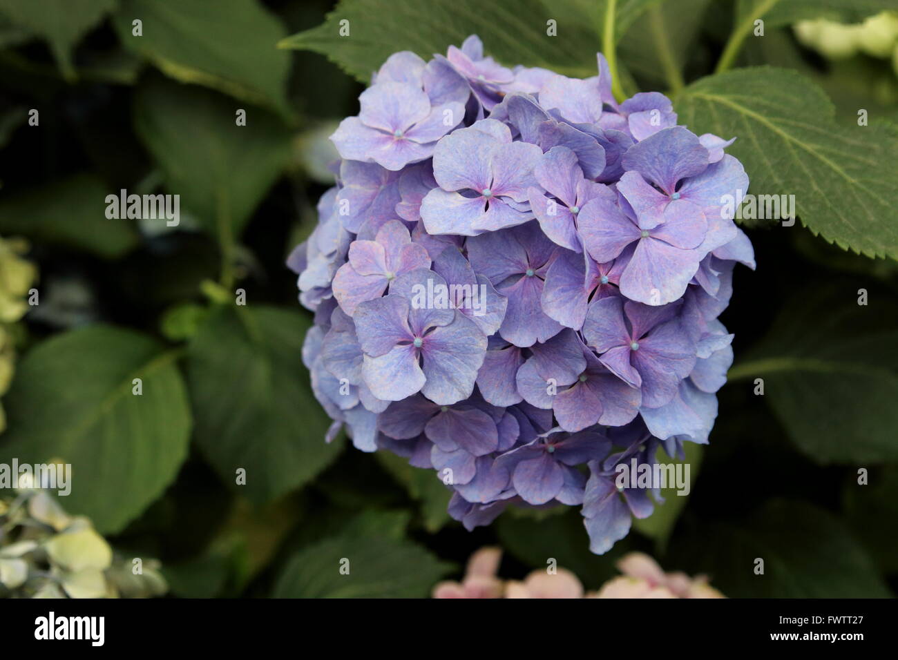 Potted hydrangeas hi-res stock photography and images - Alamy