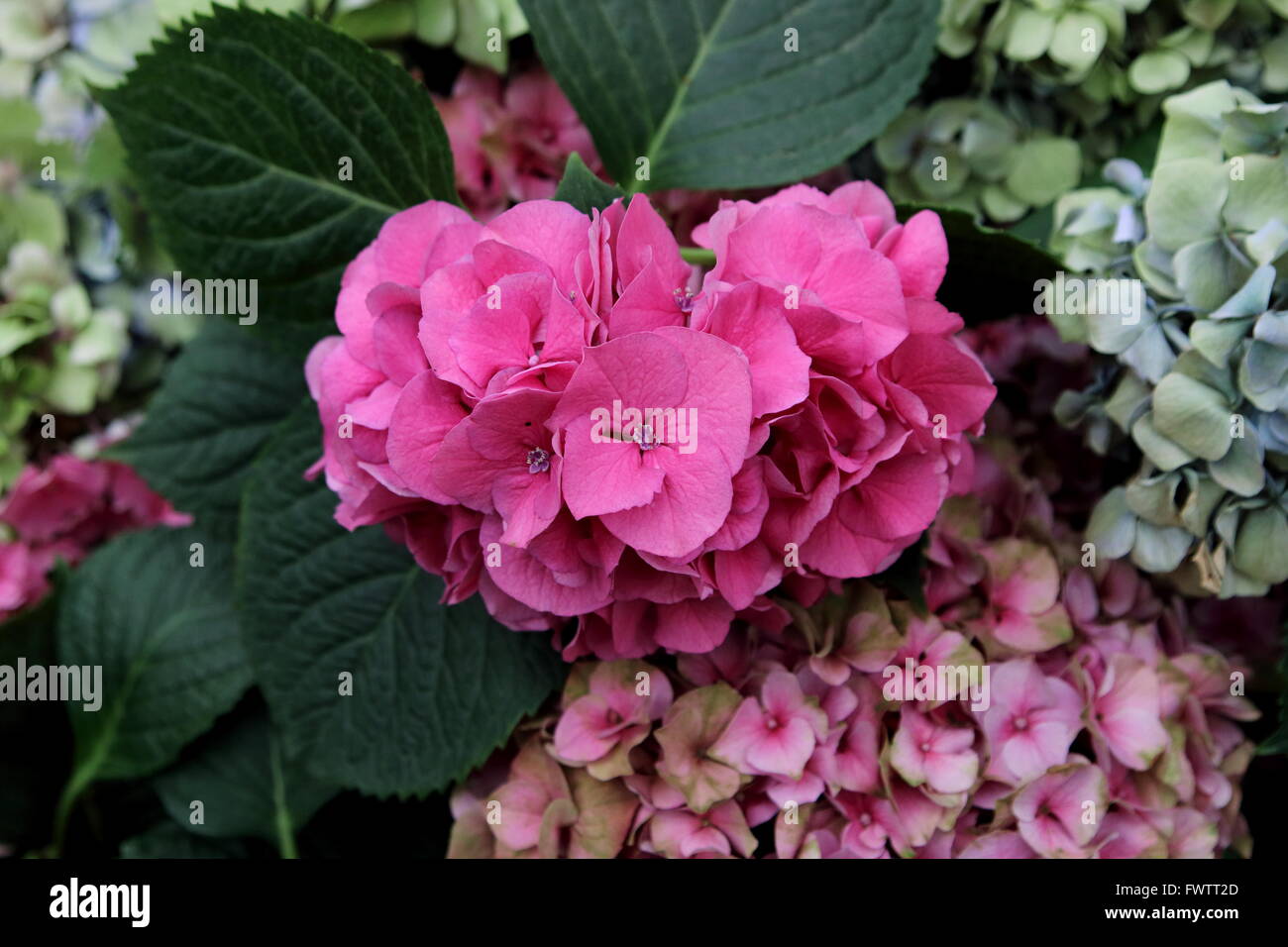 Close up Striking Pink Hydrangea flowers in full bloom Stock Photo - Alamy