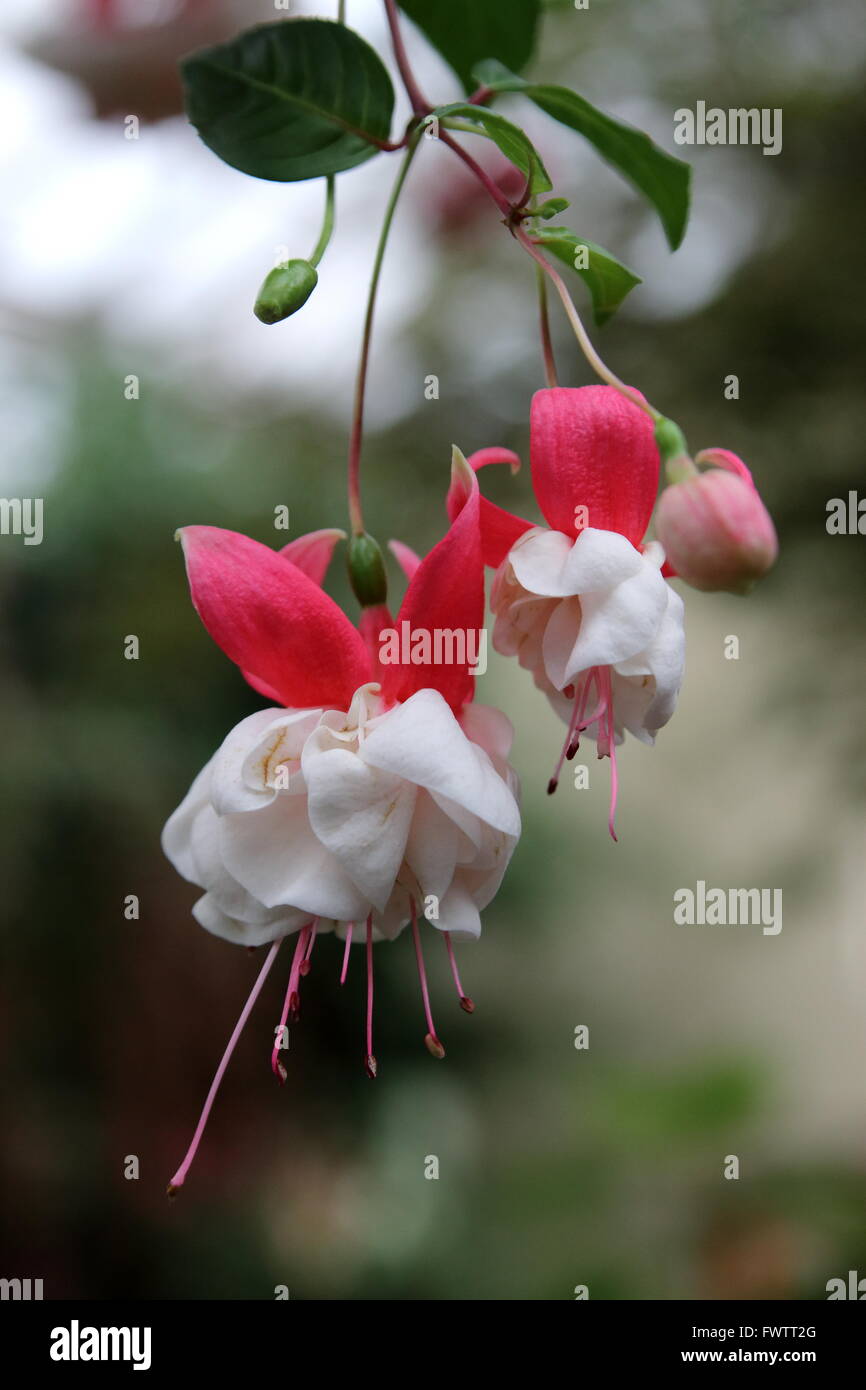 Fuchsia plants hi-res stock photography and images - Alamy