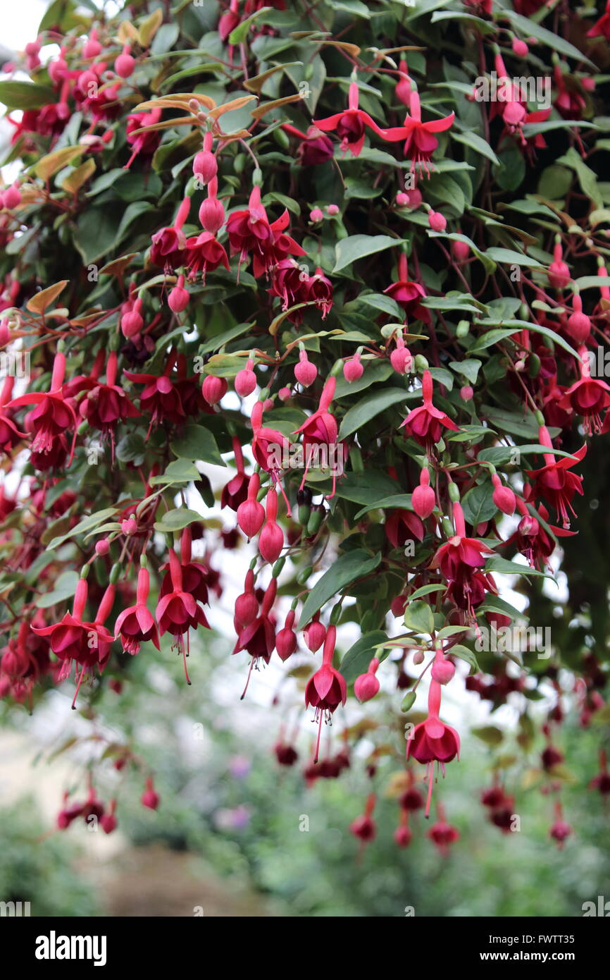 Red Fuchsia in full bloom hanging down from hanging basket Stock Photo ...