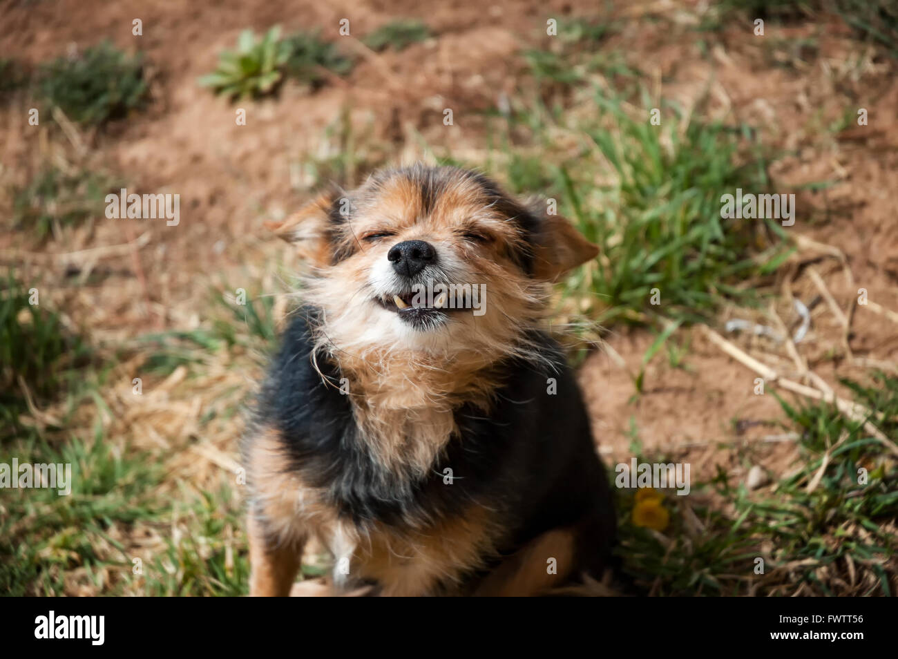Dog taking in the sun #2 Stock Photo - Alamy