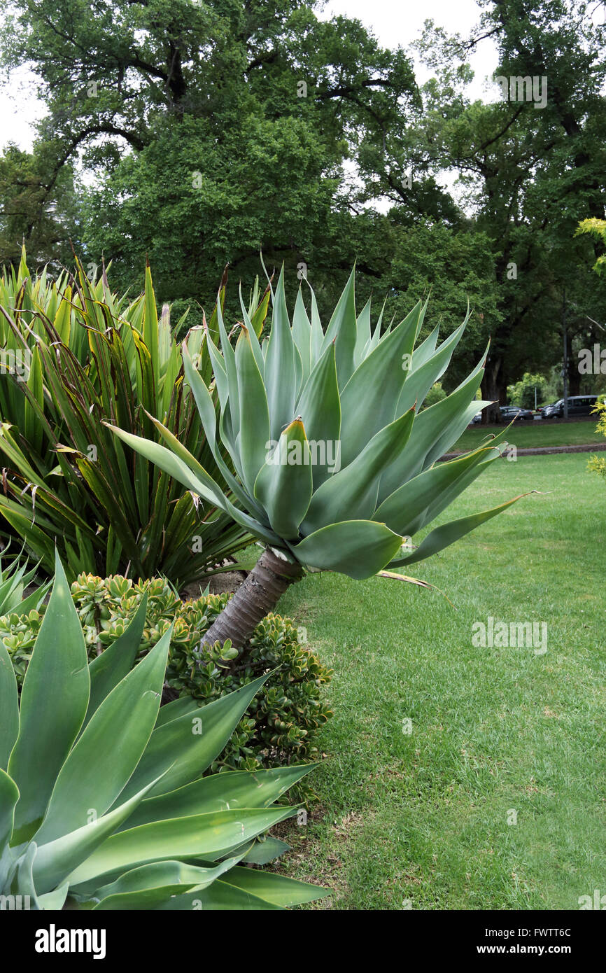 Large Agave attenuata Nova or known as Blue form Agave Stock Photo - Alamy