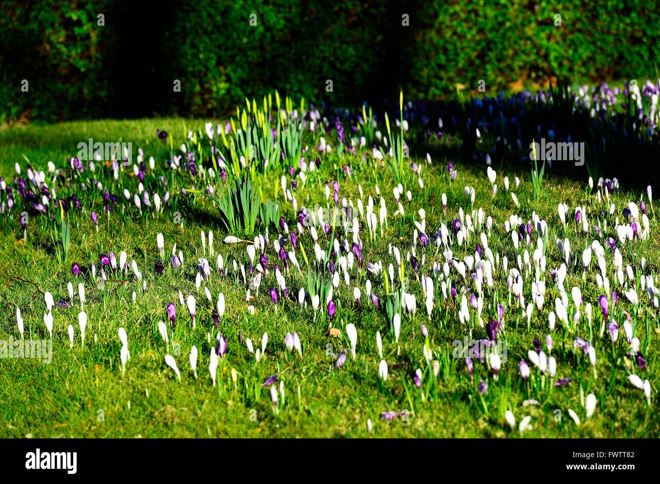 A field of colorful Crocus Stock Photo - Alamy