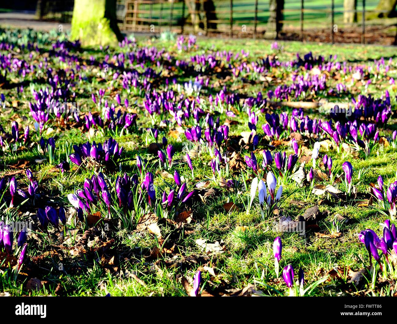 A field of colorful Crocus Stock Photo - Alamy