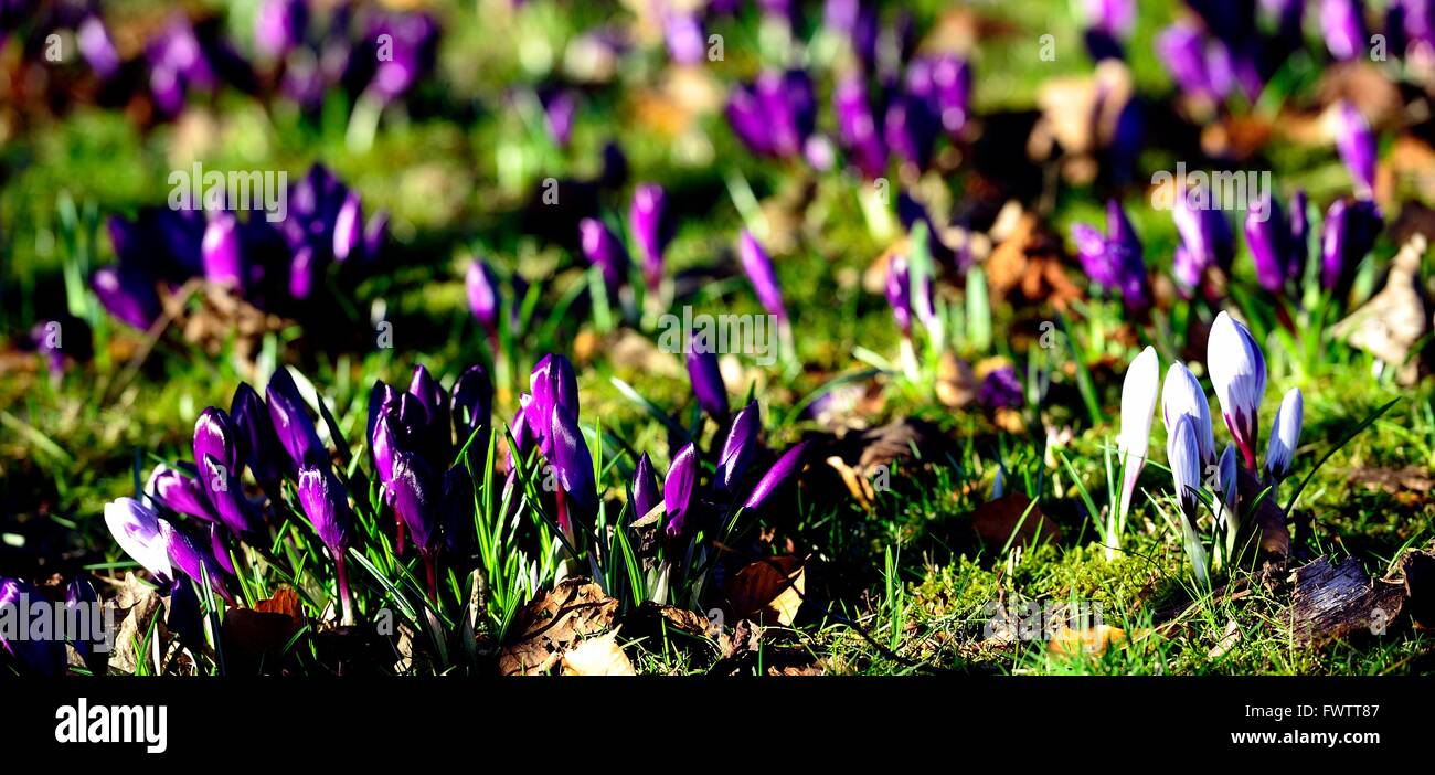 A field of colorful Crocus Stock Photo - Alamy