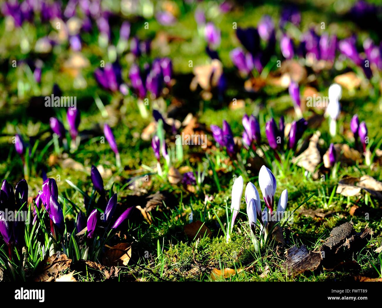 A field of colorful Crocus Stock Photo - Alamy