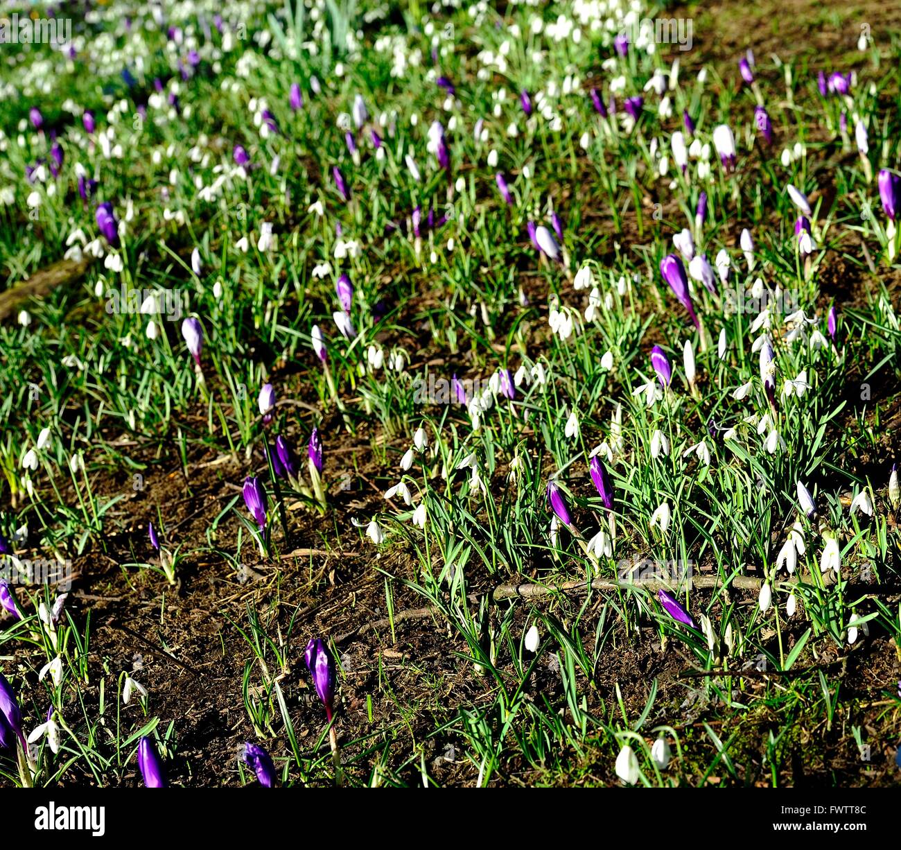 A field of colorful Crocus Stock Photo - Alamy