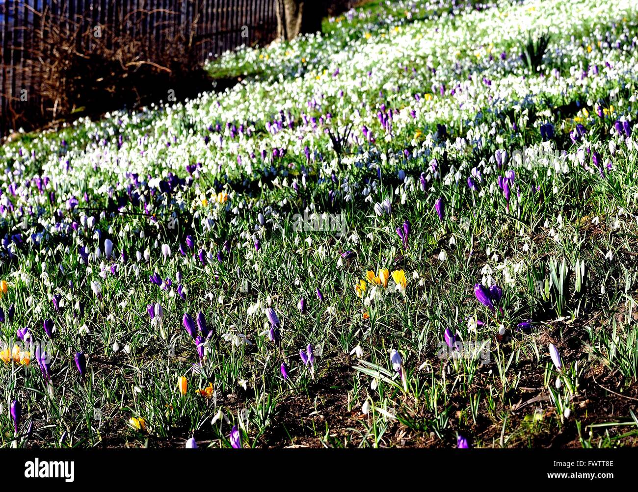 A field of colorful Crocus Stock Photo - Alamy