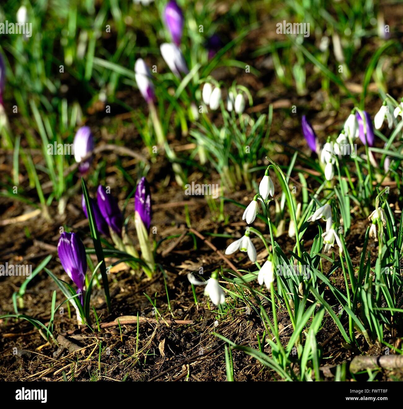 A field of colorful Crocus Stock Photo - Alamy