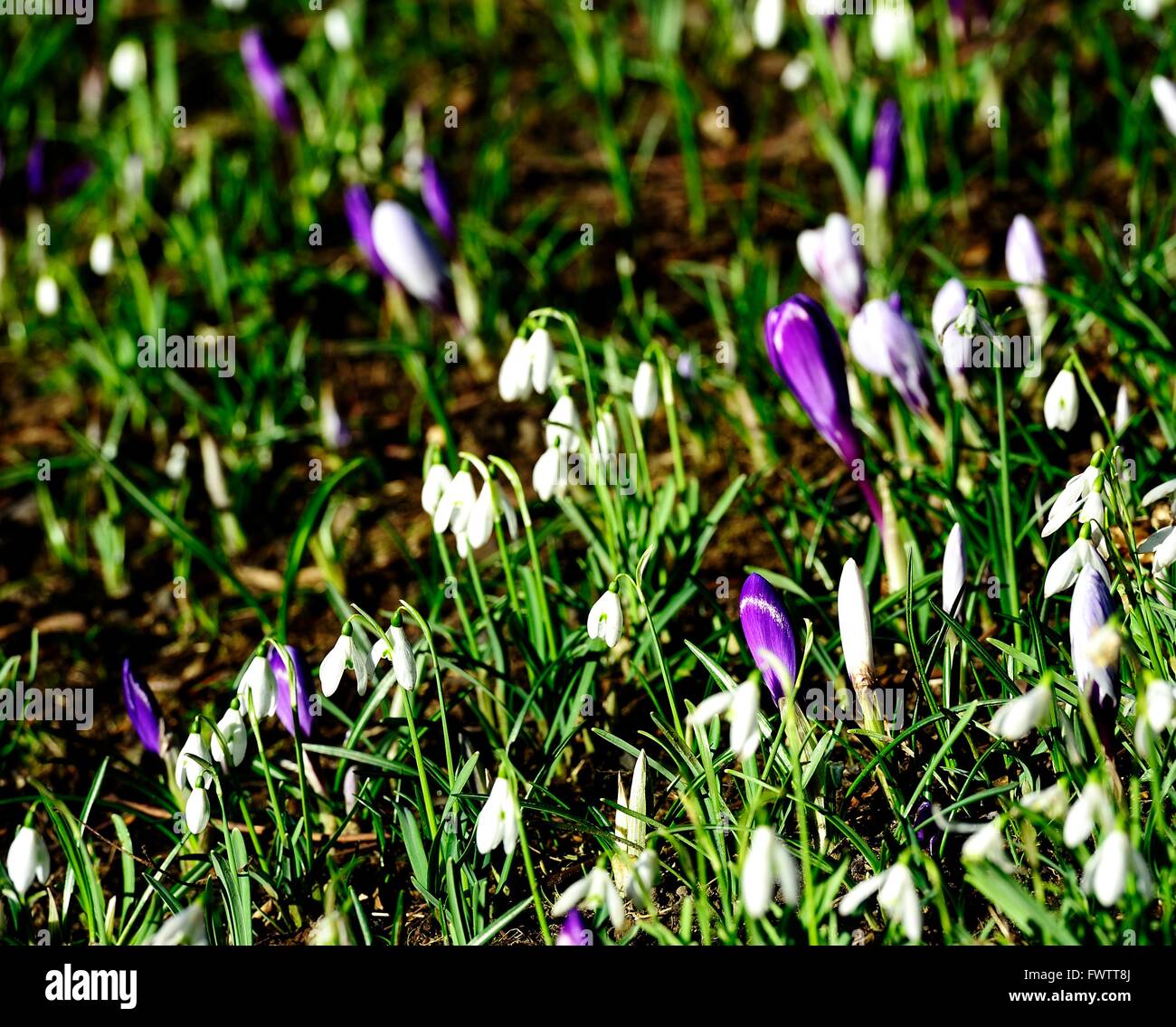 A field of colorful Crocus Stock Photo - Alamy
