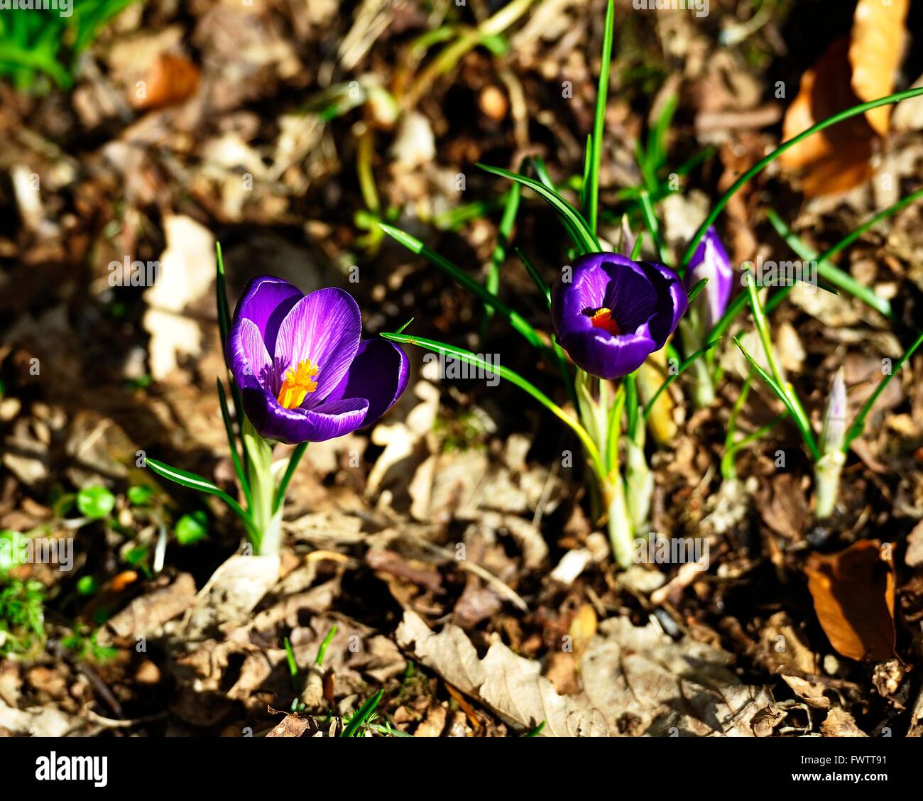 Two purple Crocus in the sun Stock Photo - Alamy