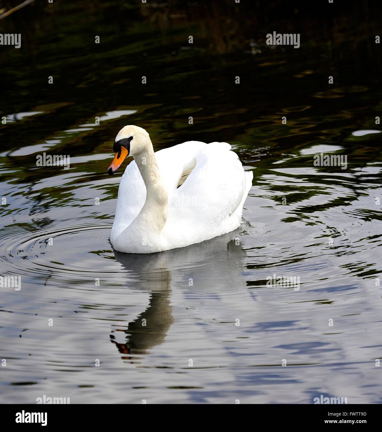 Reflections of a Mute Swan with a bend neck Stock Photo - Alamy