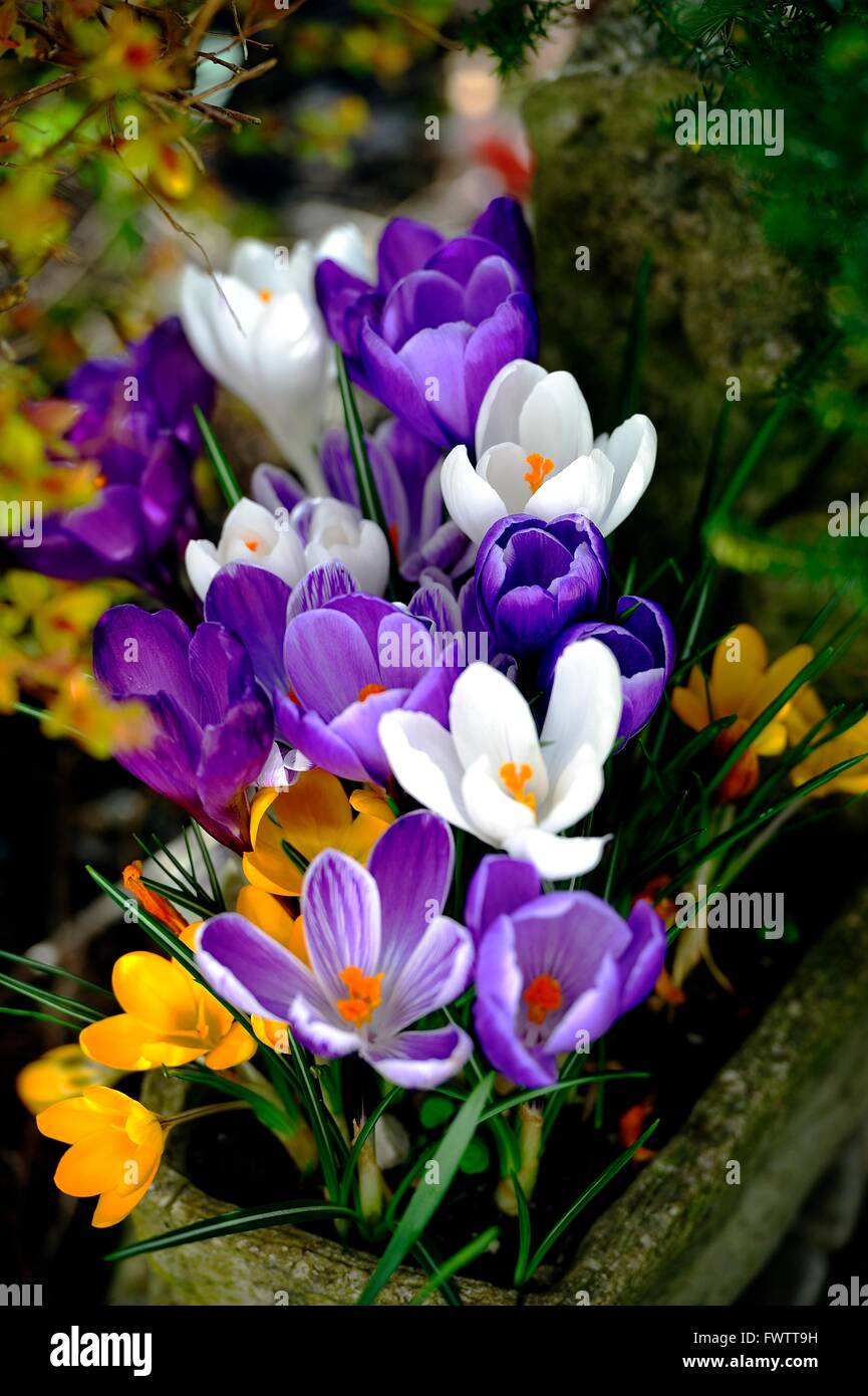 Crocus flowers in parkland hi-res stock photography and images - Alamy