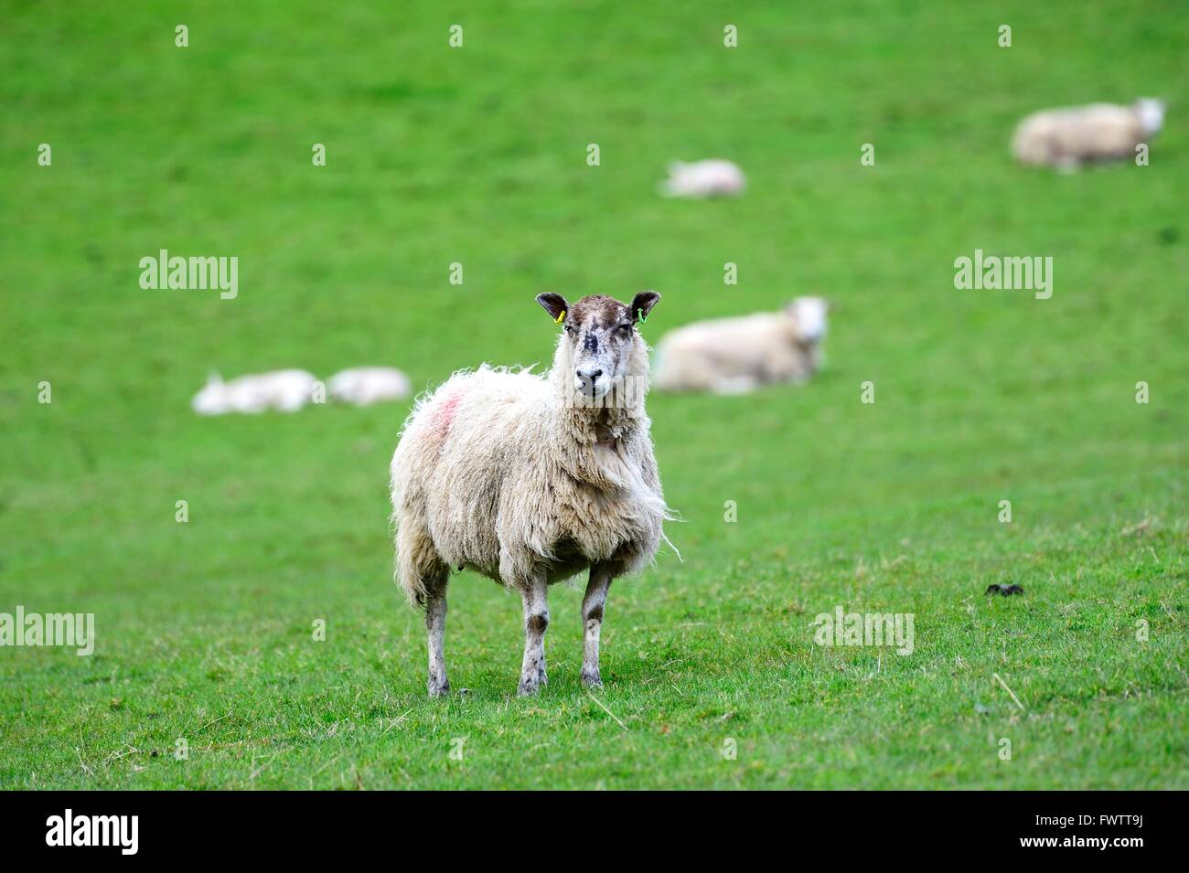 Mother anim hi-res stock photography and images - Alamy