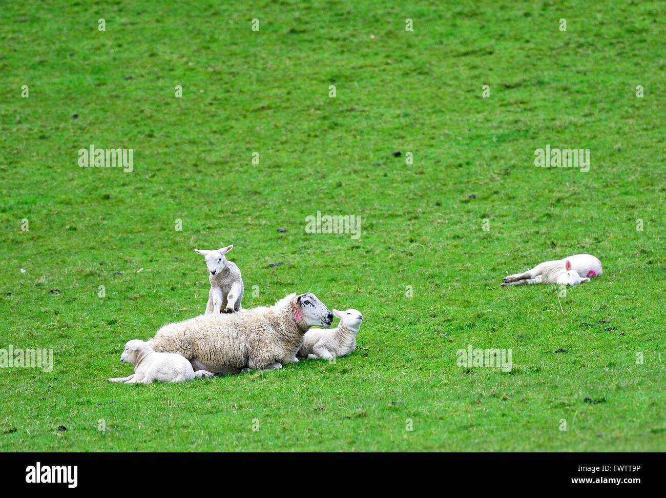 New Lamb standing on Mother Stock Photo - Alamy