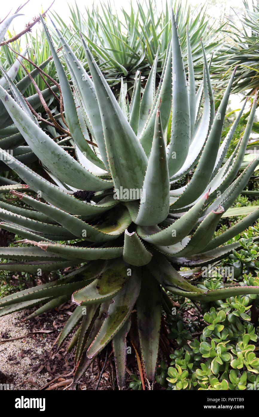 Aloe ferox or known as the Cape Aloe, Bitter Aloe, Red Aloe and Tap ...