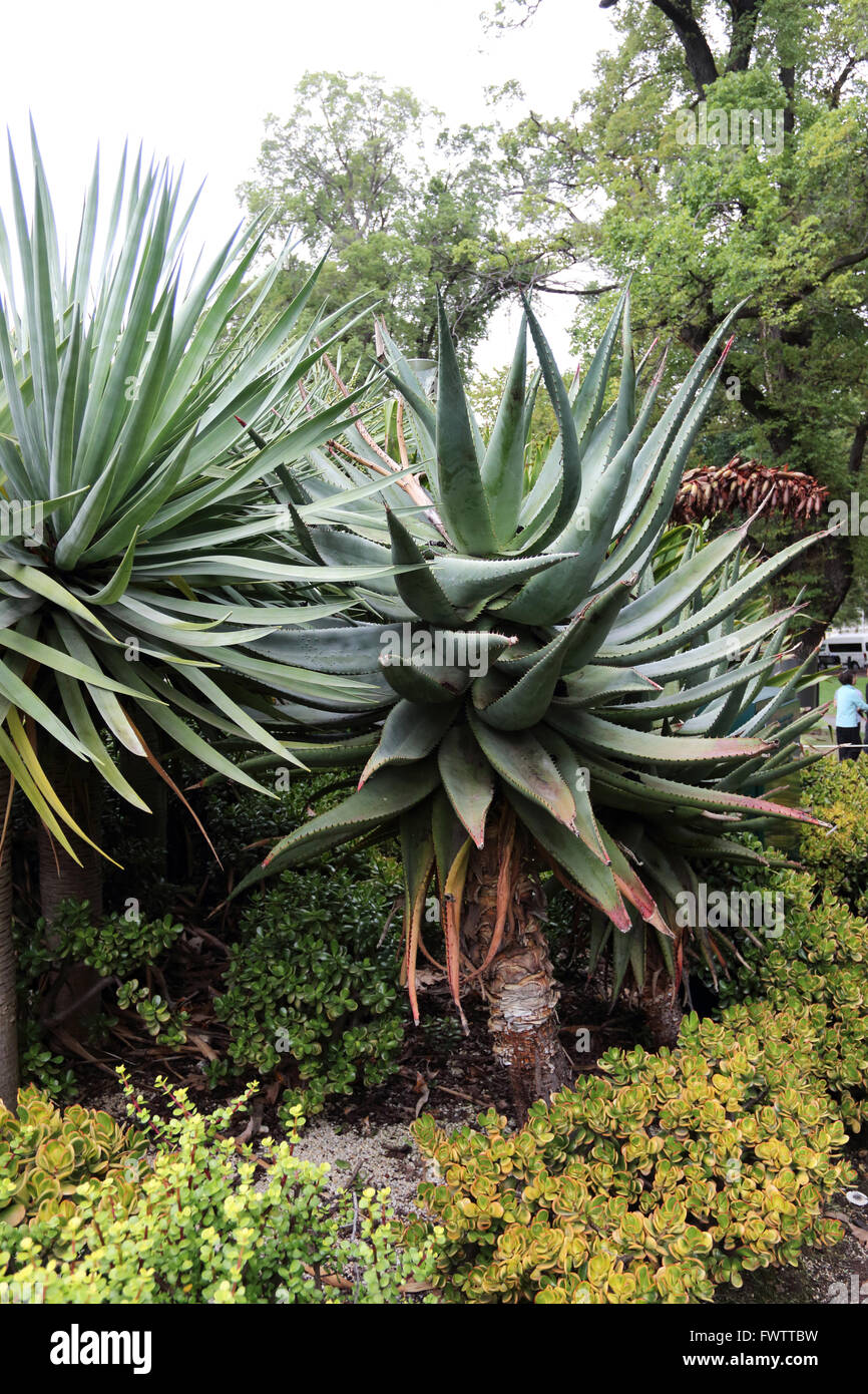 Aloe ferox or known as the Cape Aloe, Bitter Aloe, Red Aloe and Tap ...