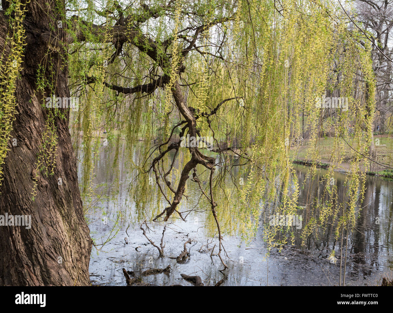 Weeping Willow tree (Salix Babylonica) on the edge of The Pool in ...