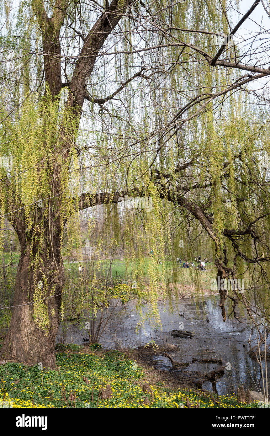 Weeping Willow tree (Salix Babylonica) on the edge of The Pool in ...