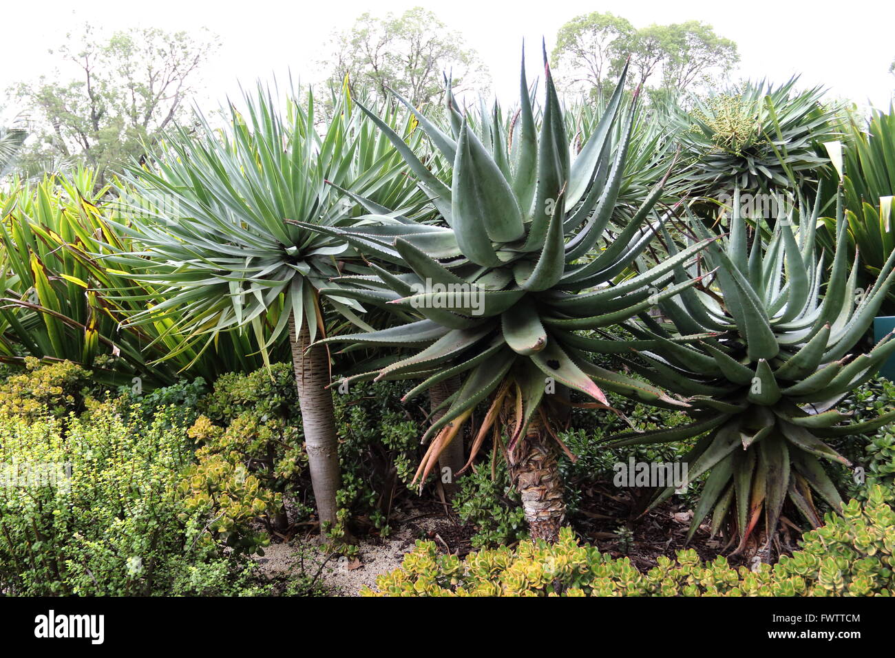 Aloe ferox or known as the Cape Aloe, Bitter Aloe, Red Aloe and Tap ...