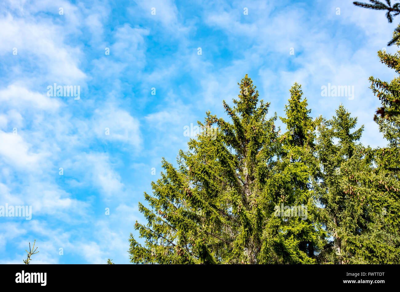 Firry tree hi-res stock photography and images - Alamy