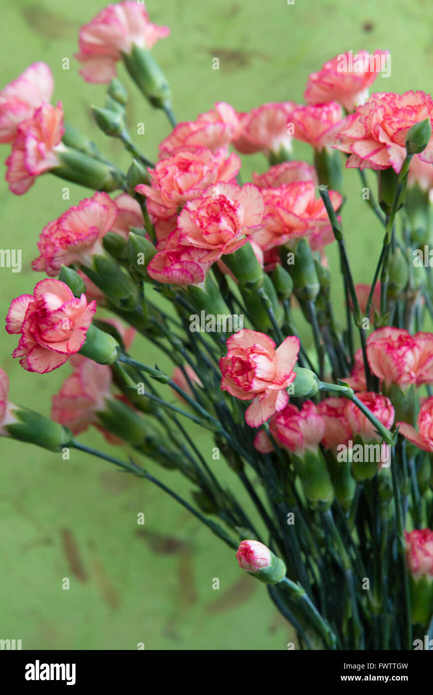 Pink carnations bouquet hi-res stock photography and images - Alamy