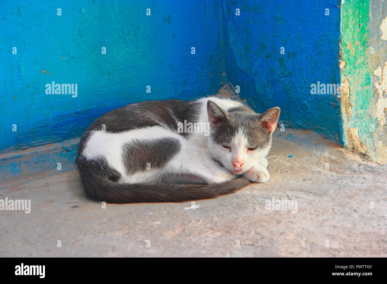 Old Lady Cat sleeping near a blue wall Stock Photo - Alamy