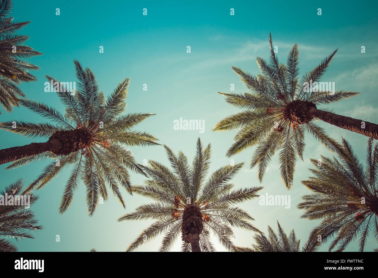 Palm trees, over head half body shot, clear blue sky,crown-liked ...