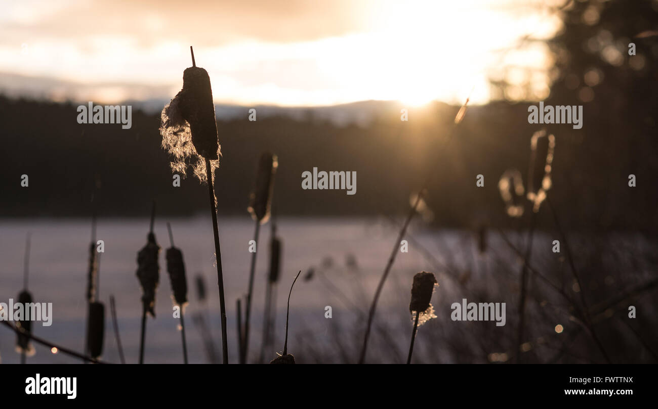 Sunset on waterfront, deciduous Eastern Ontario forest. End of gray day ...