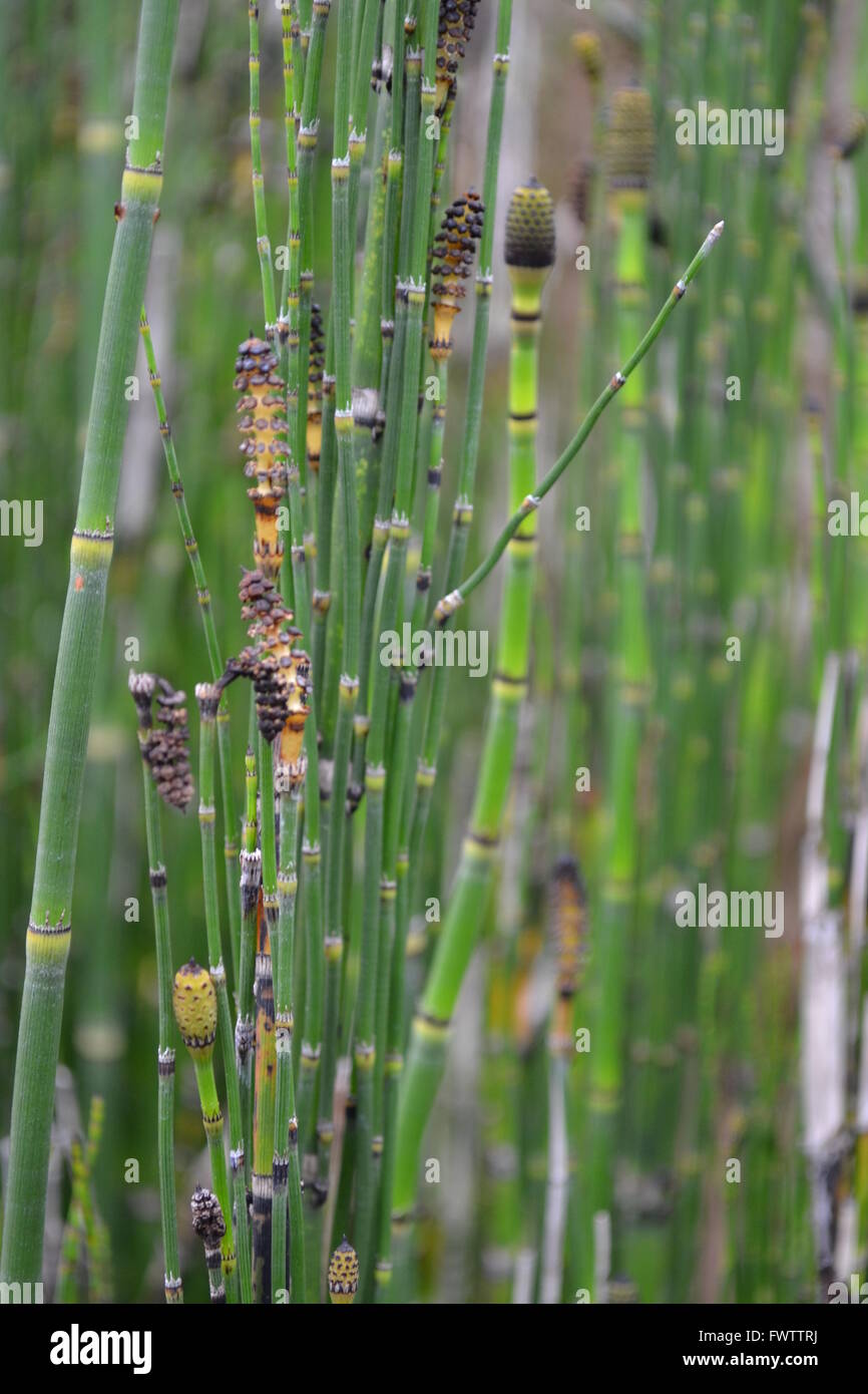 Bright green Reeds in the outside gardens of the National Botanical ...