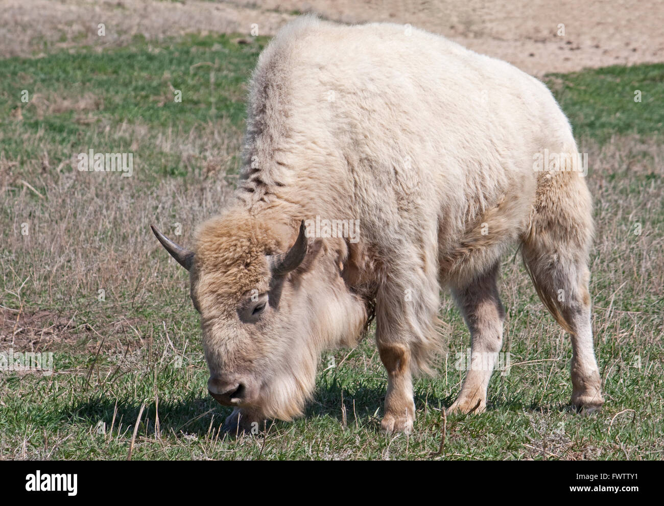 White bison buffalo hi-res stock photography and images - Alamy