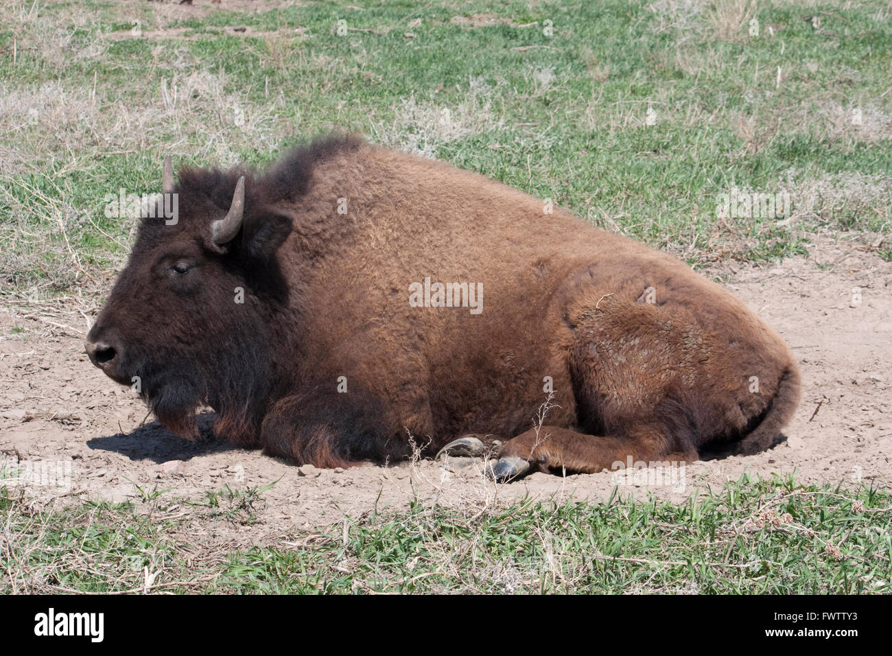 A large American Bison resting in the sun Stock Photo - Alamy