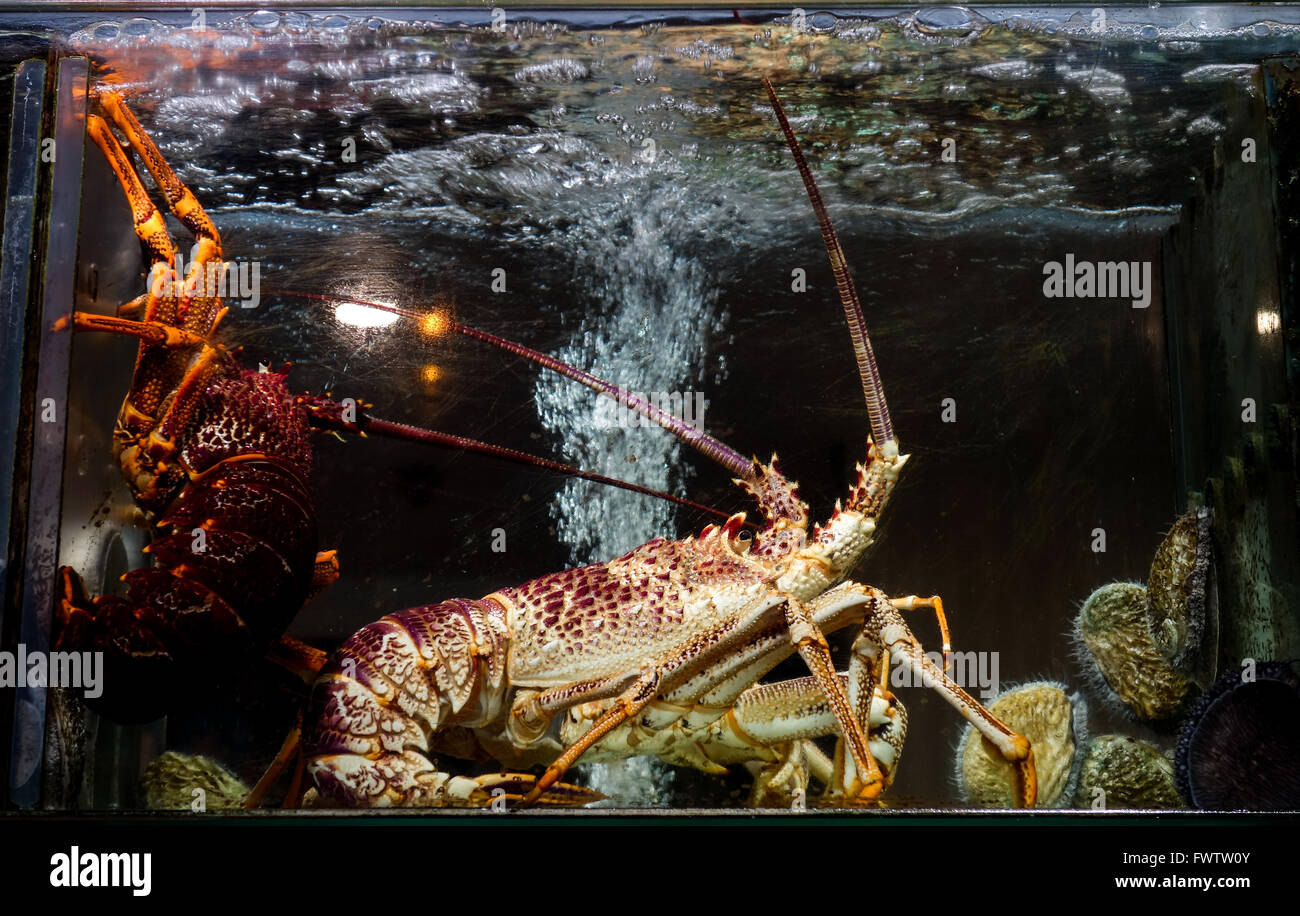 Lobsters in restaurant aquarium tank hi-res stock photography and ...