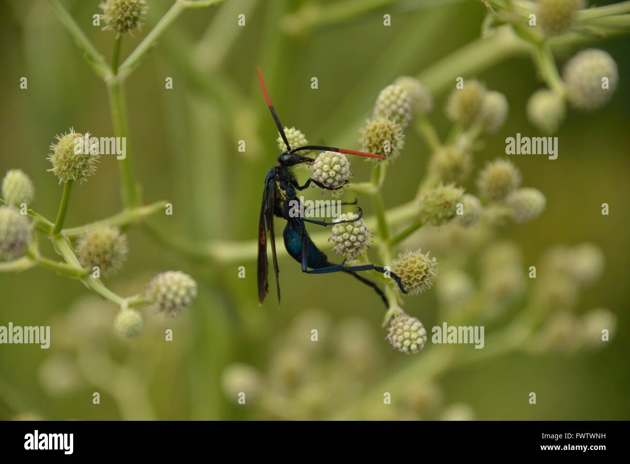 Indigena nature reserve hi-res stock photography and images - Alamy