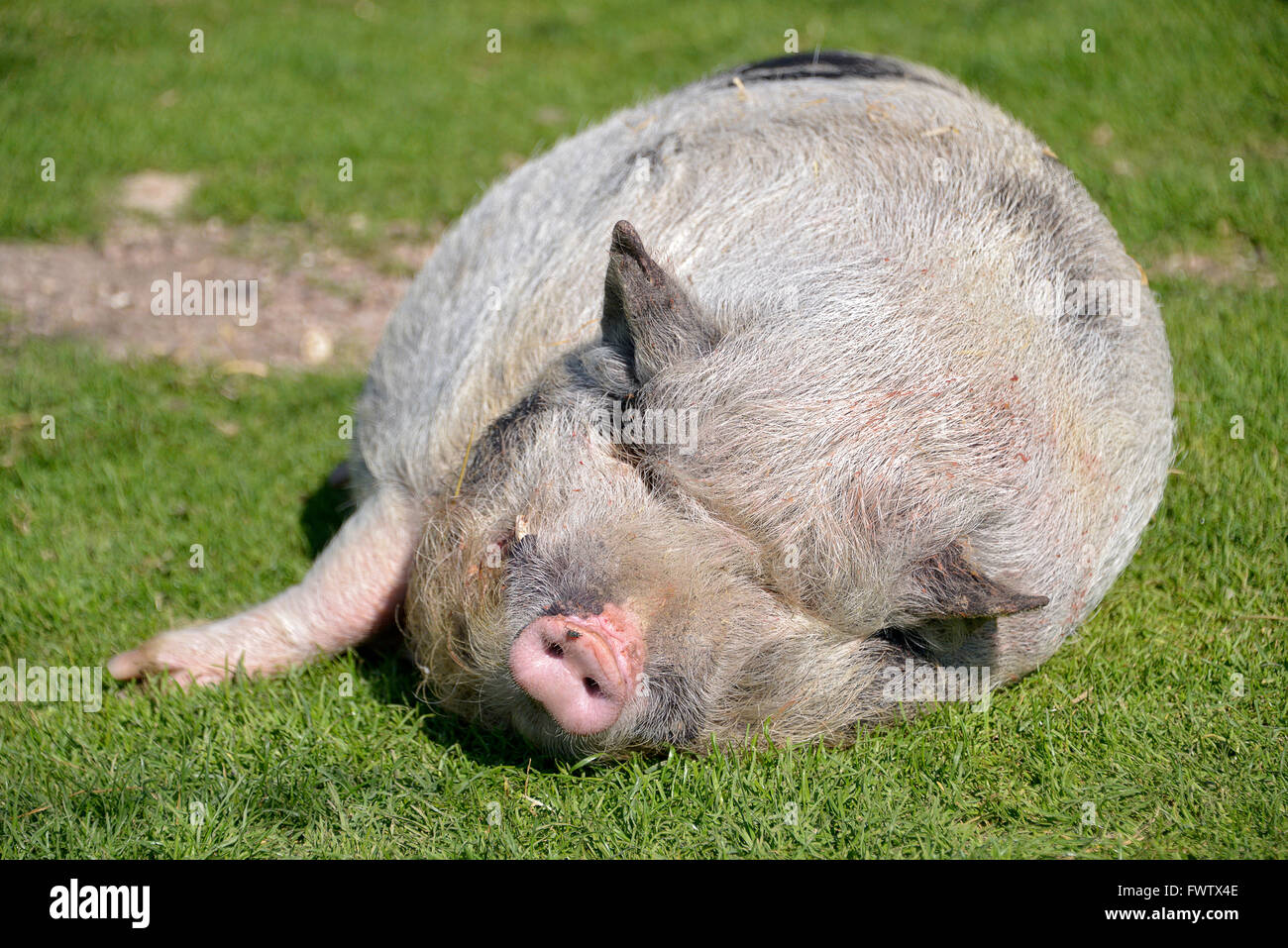 Miniature pig (sus) sleeping on grass view of front Stock Photo - Alamy