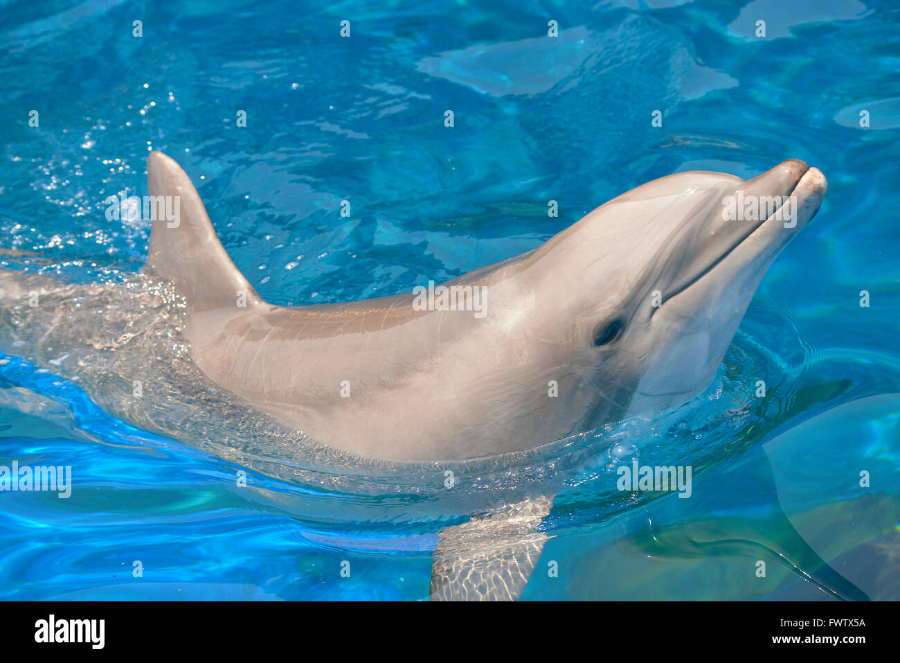 Bottlenose dolphin hi-res stock photography and images - Alamy