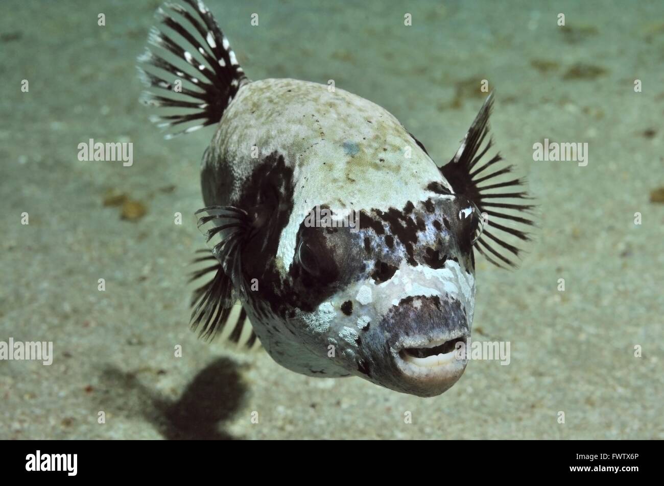 Dogfish Puffer Teeth
